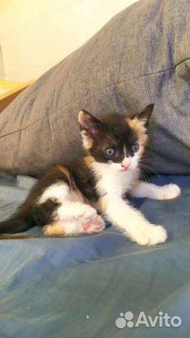 Котенок девочка трехцветная
