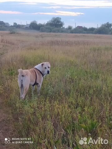 Вязка алабай