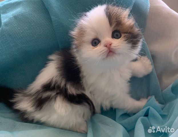 Шотландские котята