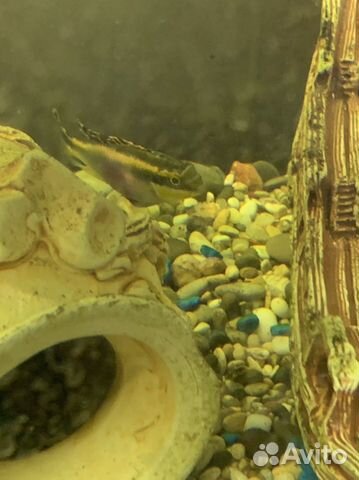 Пельвикахромис. Цихлиды