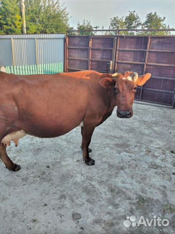 Продаеться корова