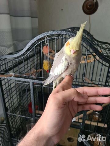 Попугай корелла птенец ручной