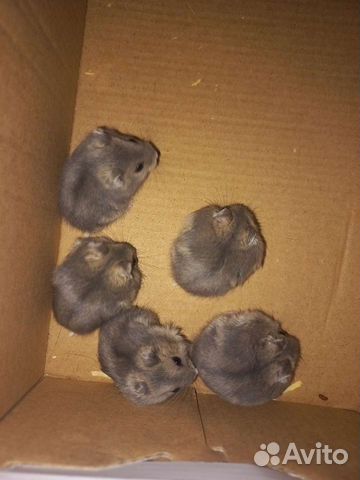 Сунгурские хомяки