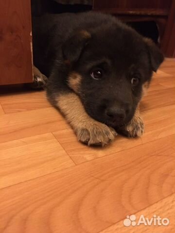 Щенок, кобель, 1,5 мес