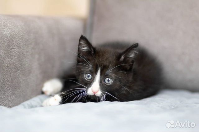 Котёнок отличник в добрые руки бесплатно в дар
