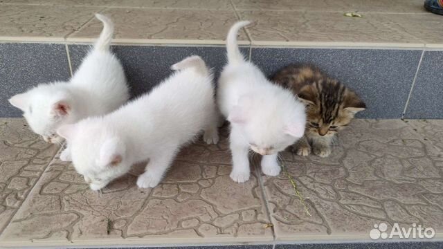 Котята в добрые руки