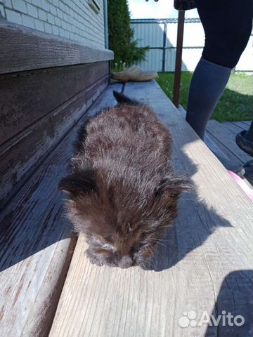 Котята даром