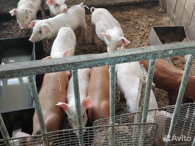 Поросята белая крупная + дюрок