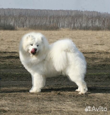 Щенки самоеда