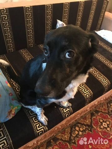 Собака породы курцхаар