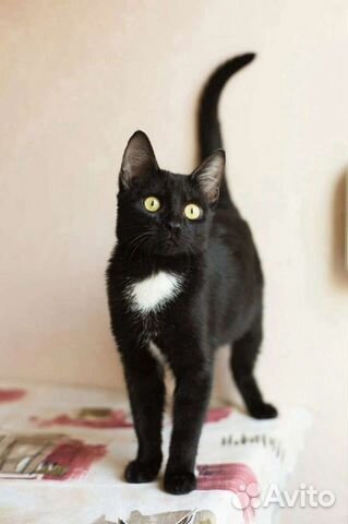 Кошка 1,5года