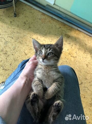 Котенок с ушками Эльфа ищет дом