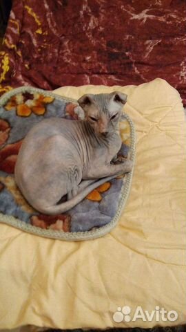 Кошки донской сфинкс