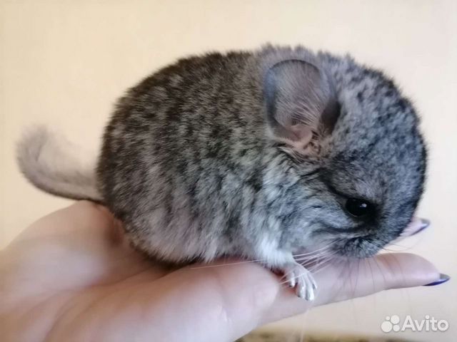 Шиншилла