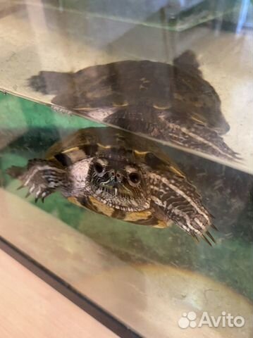 Черепаха с аквариумом (60л)