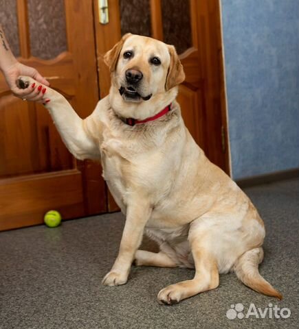 Удивительная Глори в поисках тех самых людей