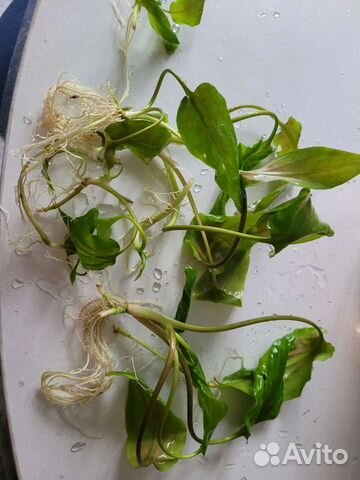 Водоросли для аквариума