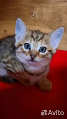 Антошка. Маленький котенок. Бесплатно