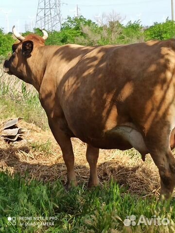 Корова красная степная