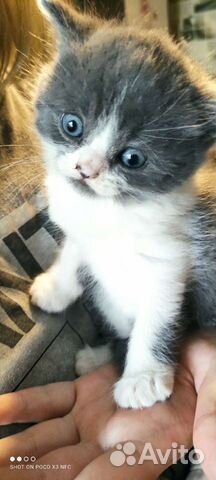 Шотланская кошечка