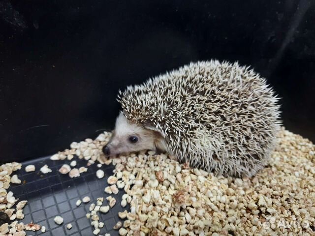 Ёжик с клеткой