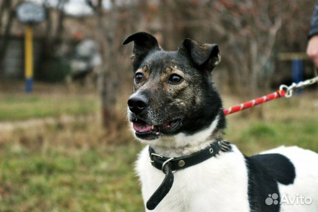 Бим - добрый, преданный пес