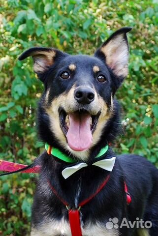 Арчи-молодой активный пес в добрые руки в дар