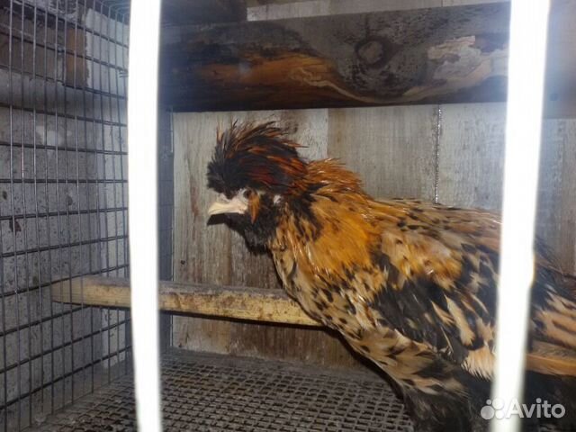 Петушки помесные