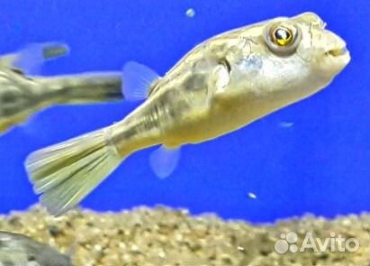 Аквариумная рыба Tetraodon lineatus (Fahaka)