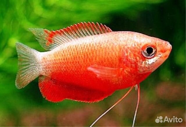 Рыбки гурами медовый красный
