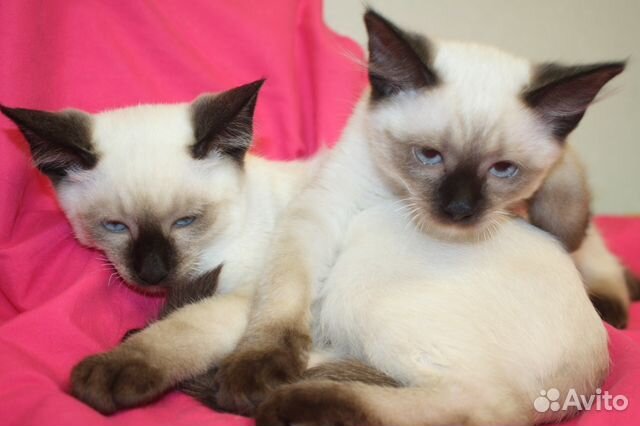 Самые любимые