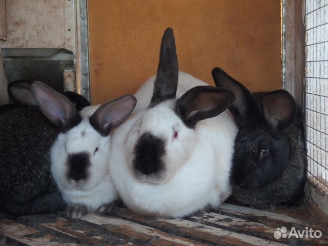 Породистые кролики и крольчата