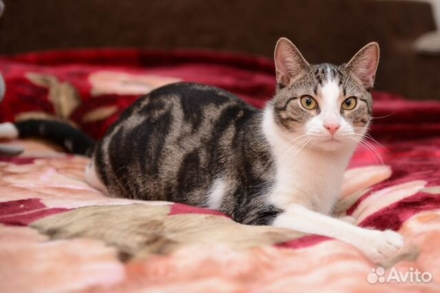 Котик 2 года -супер ласковый добряк