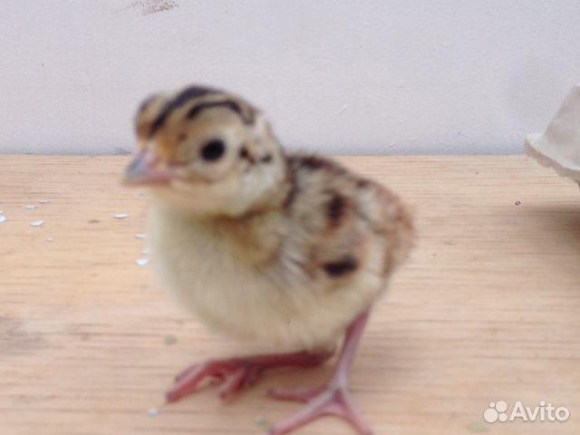 Суточные цыплята фазанов