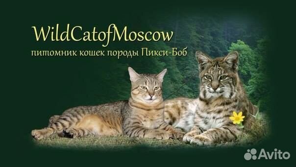 Котята рысята Пикси боб