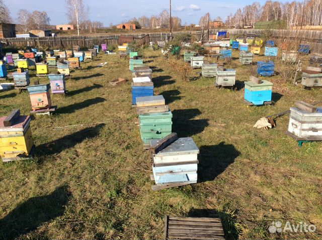 Пасека с домом, омшаником и пчелосемьями