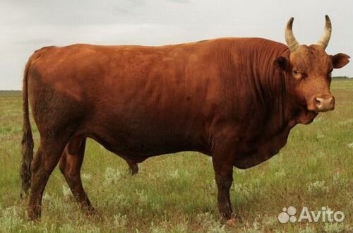 Перевезу крс, лошадей, свиней