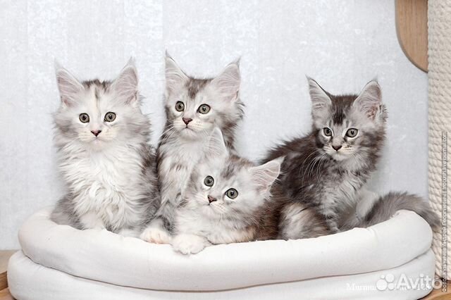 Серебряные котята мейн кун