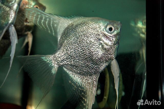 Продам крупных скалярий