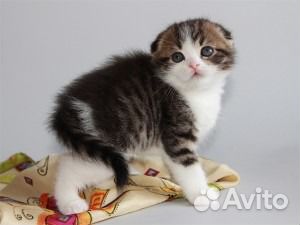 Котенок породы скотиш-фолд