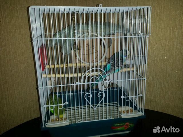 Волнистики очаровашки 6шт. Молоденькие весенние