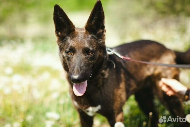 Собака в добрые руки, Шоколадка