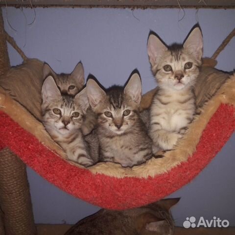 Пиксибоб домашние кошки