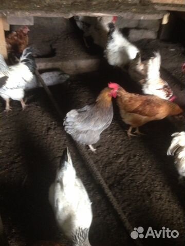 Продаются куры несушки и Индюки