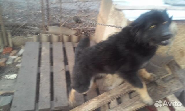 Метиска немецкой овчарки длинношерстная стерильная