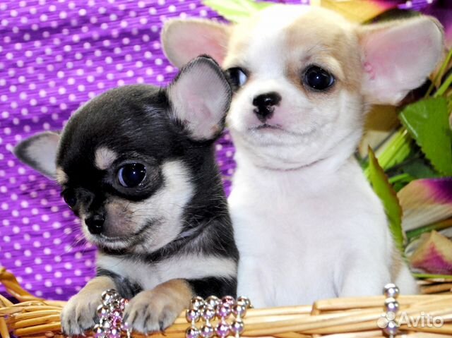 Супер Чихуашки, с пакетом документов