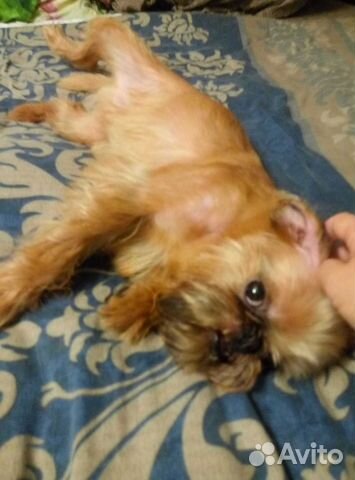 Красавчик гриффон