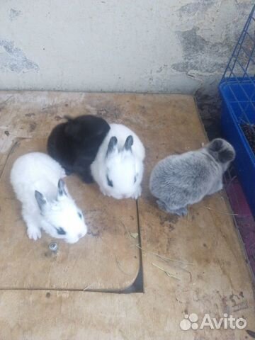 Продажа крольчат