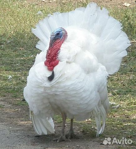 Вывод индейки круглогодично под заказ