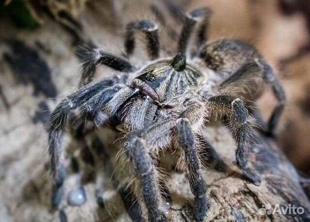 Продам паука птицееда (Ceratogyrus Marshalli)